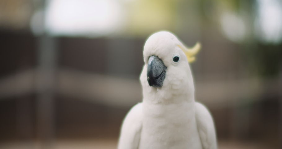 Close up detail of the parrot image - Free stock photo - Public Domain ...