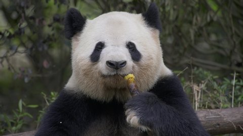 Panda Bear Growling Holding Bamboo Paw Stock Photo (Edit Now) 122741365