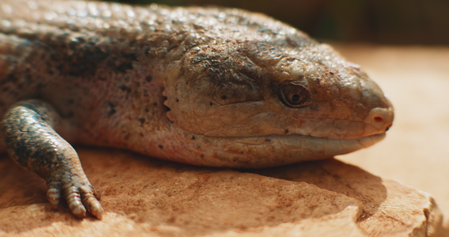 blue-tongued lizard known skink bluey sticking Stock Footage Video (100 ...