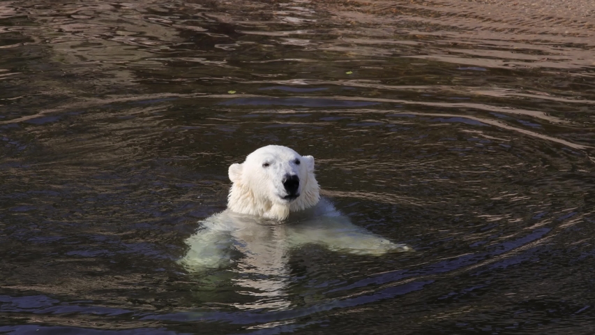 Polar Bears - Ursus maritimus image - Free stock photo - Public Domain ...
