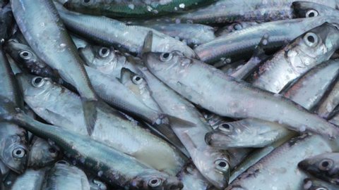 Chapila Small Freshwater Fish Gudusia Chapra Stock Photo 2208436689 ...