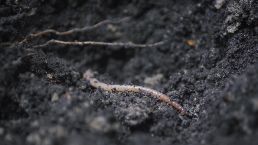 Earthworm White Background Stock Video Footage - 4K and HD Video Clips ...