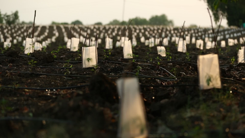 Papaya farm crop cover Stock Video Footage - 4K and HD Video Clips ...