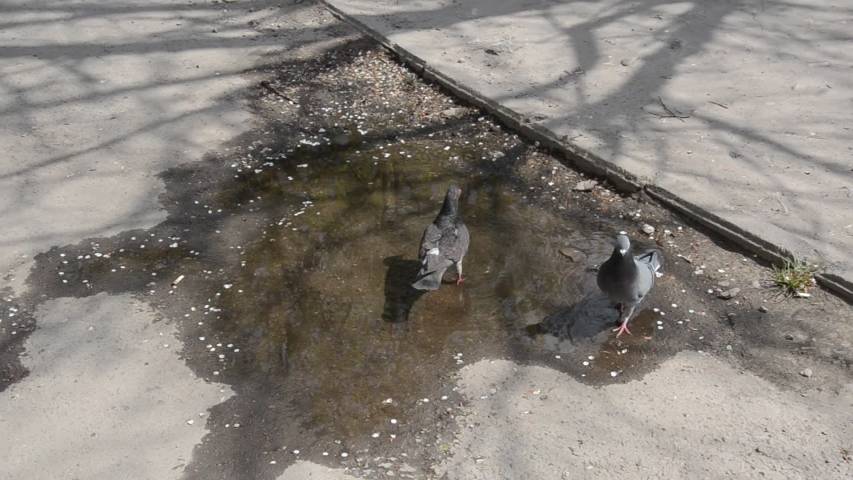 Pigeons splashing in Puddles image - Free stock photo - Public Domain ...