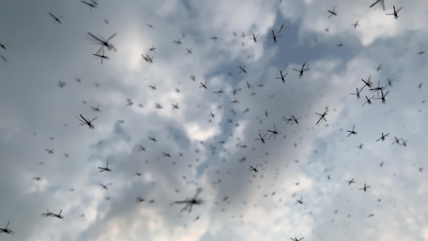 Mosquitos Flying Swarm in the Stock Footage Video (100% Royalty-free ...
