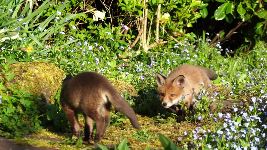 cute baby fox cubs eating flowers Stock Footage Video (100% Royalty ...