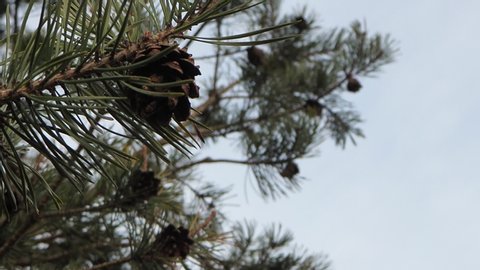 Lump On Branch Pine Background Blue Stock Footage Video (100% Royalty ...