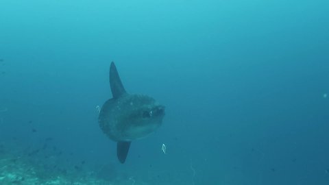 21 Shark Mola Stock Video Footage - 4K and HD Video Clips | Shutterstock
