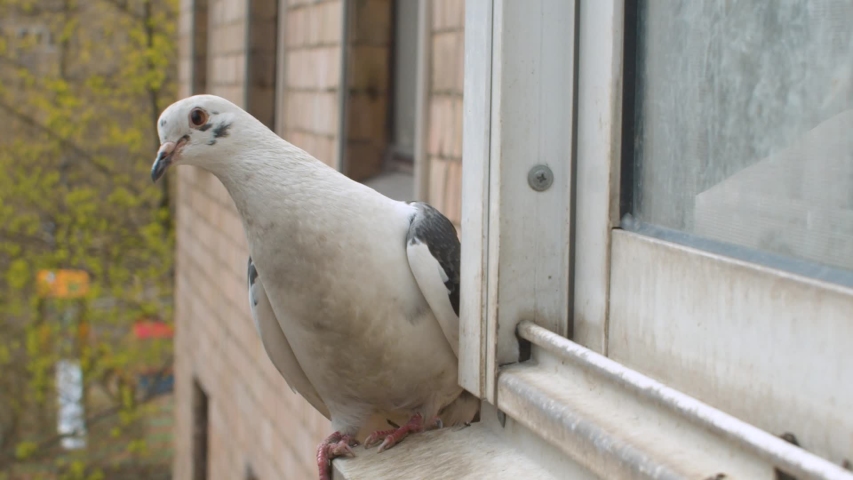 Closeup of a dove Pigeon turning head image - Free stock photo - Public ...