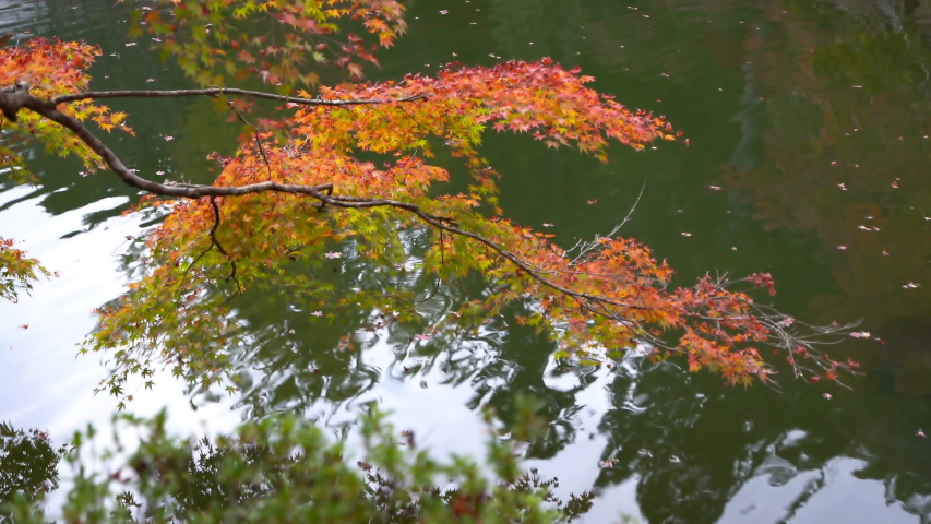 Red trees, lights, and reflection in garden image - Free stock photo ...