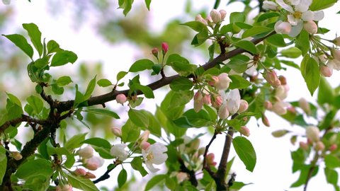 pink white blossoms blow breeze on Stock Footage Video (100% Royalty ...