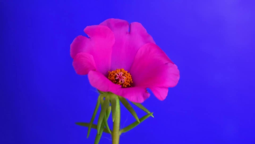 2 10 o clock flower Stock Video Footage - 4K and HD Video Clips ...