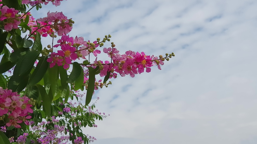Bungor tree Stock Video Footage - 4K and HD Video Clips | Shutterstock