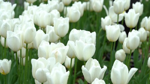 White Double Tulip Flower White Background Stock Photo (Edit Now ...
