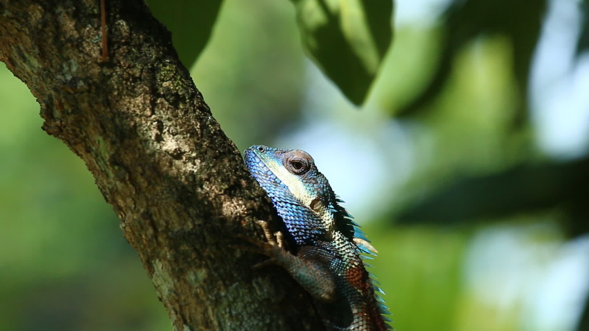 brown-dragon-lizard-on-a-branch-image-free-stock-photo-public-domain-photo-cc0-images