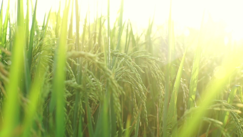 Rice Production Stock Video Footage - 4K and HD Video Clips | Shutterstock