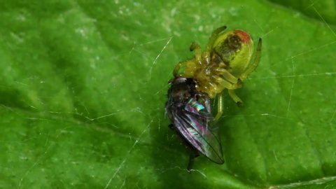 Close Flying Bee Isolated On Green Stock Footage Video (100% Royalty ...