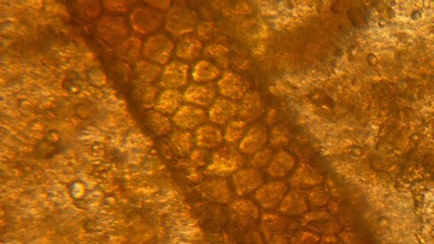 Plant Cells Under Microscope Microscopy Tomato Stock Footage Video (100 ...