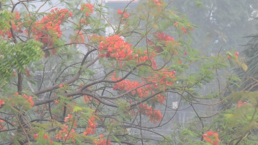 rainy season background orange flowers tree Stock Footage Video (100% ...