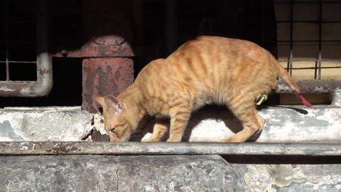 Yellow Cat Wounded Tail Stock Footage Video (100% Royalty-free ...