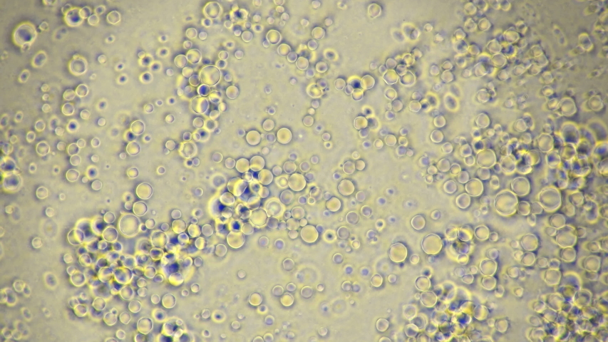 19 Homogenized cheese Stock Video Footage - 4K and HD Video Clips ...