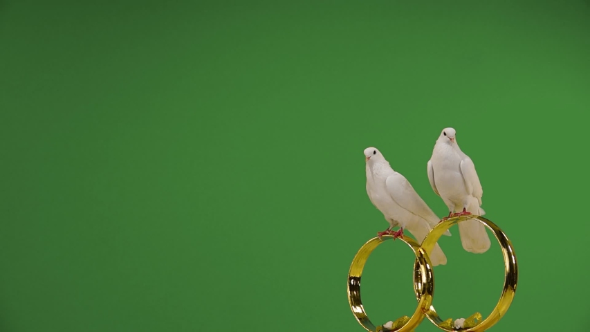 Doves wedding rings Stock Video Footage - 4K and HD Video Clips ...