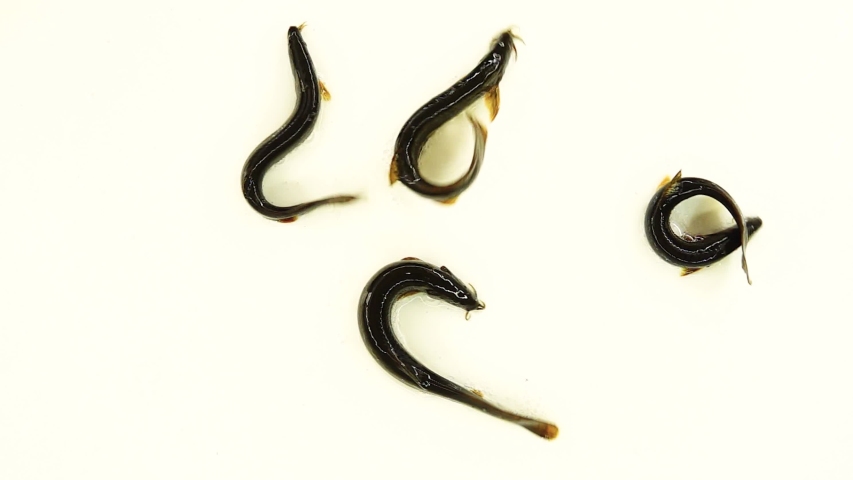 Pond Loach Stock Video Footage - 4K and HD Video Clips | Shutterstock