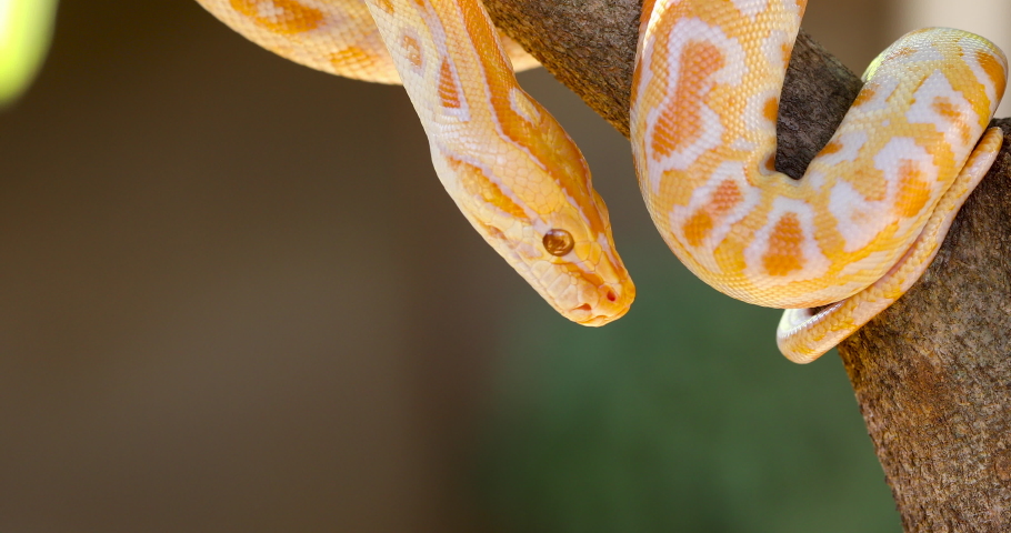 Burmese Python image - Free stock photo - Public Domain photo - CC0 Images