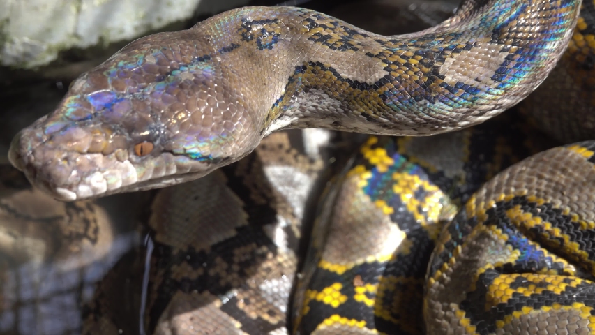 Reticulatus Stock Video Footage - 4K and HD Video Clips | Shutterstock