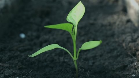 Small Tender Sprout Sways Wind Closeup Stock Footage Video (100% ...