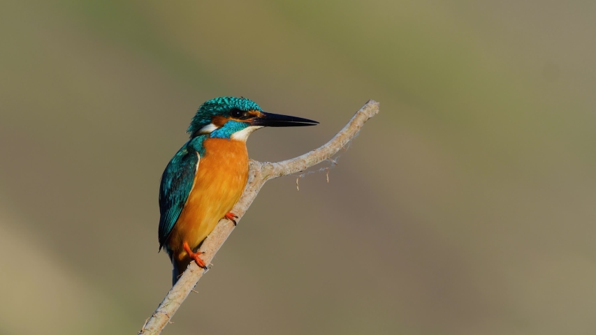Danube delta fish Stock Video Footage - 4K and HD Video Clips ...