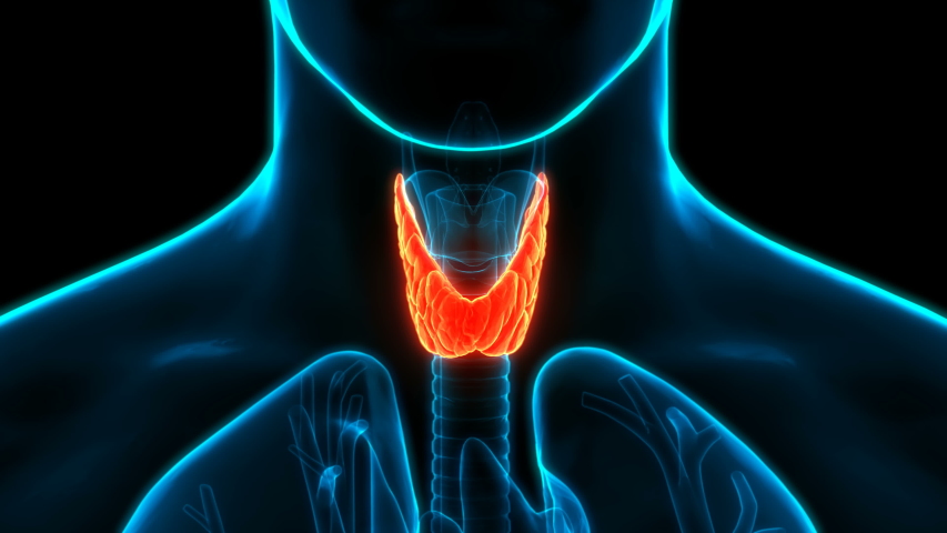 human glands thyroid gland anatomy animation Stock Footage Video (100% ...