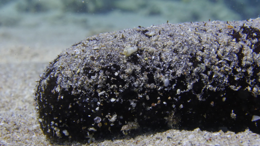 sea cucumber eating underwater red Stock Footage Video (100% Royalty ...