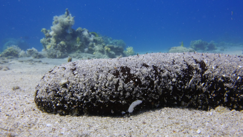 sea cucumber eating underwater red Stock Footage Video (100% Royalty ...