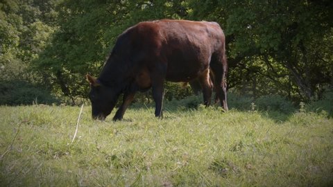 Black Roe Deer Buck Capreolus Capreolus Stock Footage Video (100% ...