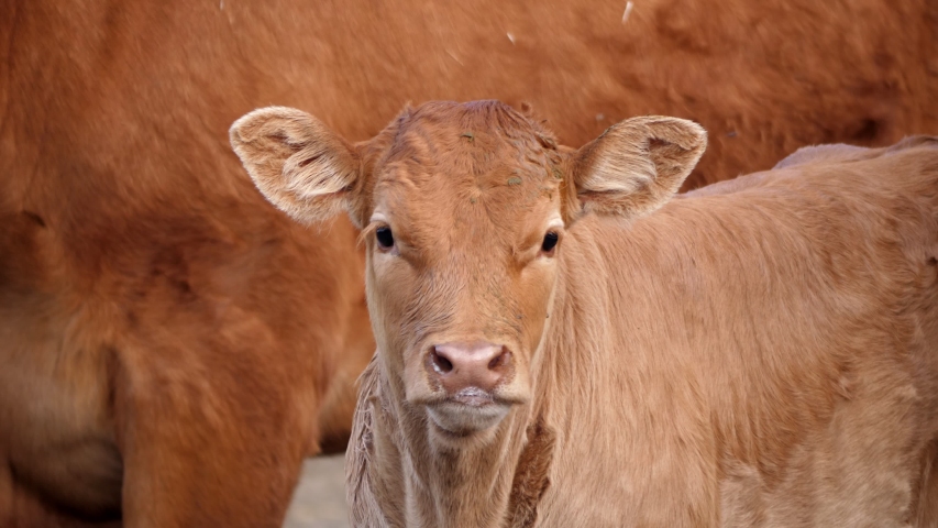 close red limousin steer cow calf Stock Footage Video (100% Royalty ...