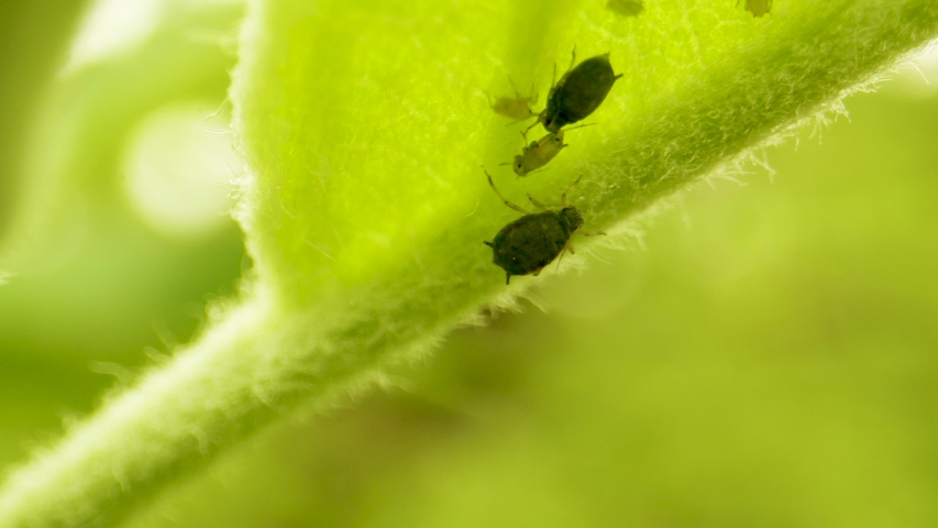 Wingless Insect Stock Video Footage - 4K and HD Video Clips | Shutterstock