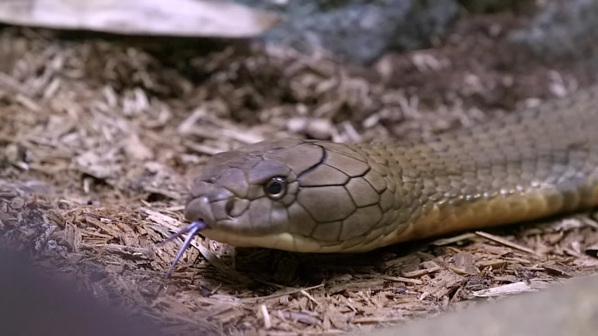 King Cobra - Ophiophagus hannah image - Free stock photo - Public ...