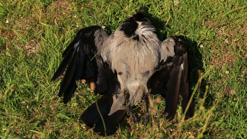 The Dead Crow Lying On Stock Footage Video (100% Royalty-free) 10522361 ...