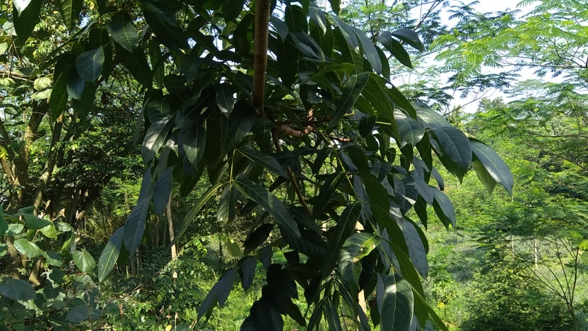 Mahagony tree Stock Video Footage - 4K and HD Video Clips | Shutterstock