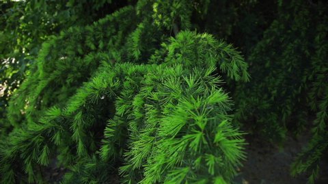 Conifer Branches Waving Wind Stock Footage Video (100% Royalty-free ...