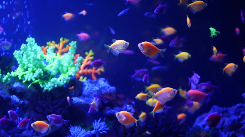 Colorful Vivid Fishes Glow Violet Aquarium Stock Footage Video (100% ...