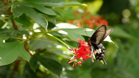 butterfly waving wings taking off red Stock Footage Video (100% Royalty ...
