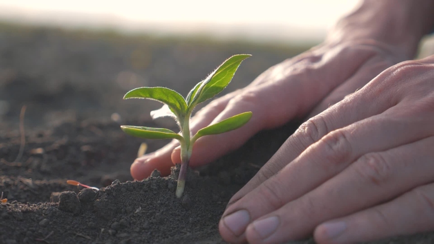 farmer's hand plants seedlings soil spur Stock Footage Video (100% ...