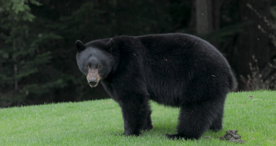Bear poop Stock Video Footage - 4K and HD Video Clips | Shutterstock