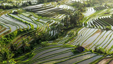 Aerial View Rice Field Terrace Bandung Stock Photo 1135310153 ...