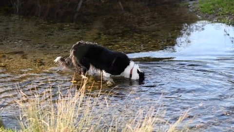 Lovely Border Collie Trying Fish River Stock Footage Video (100% ...