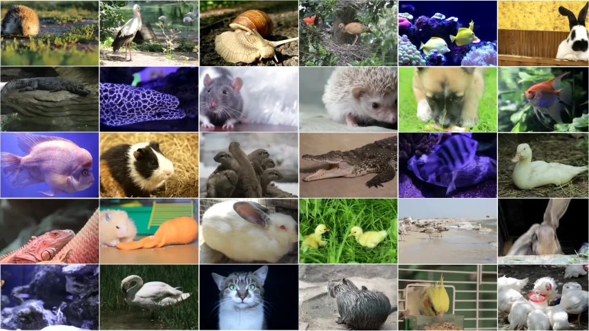 Wolf Collage Stock Video Footage - 4K and HD Video Clips | Shutterstock