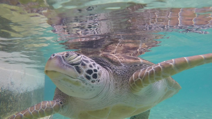 Underwater photo of a turtle image - Free stock photo - Public Domain ...