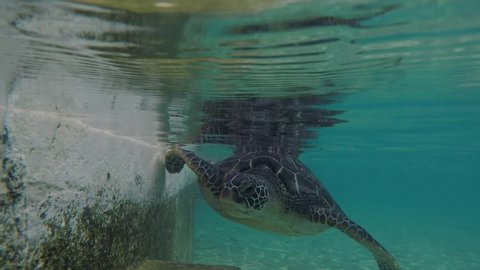 Green Sea Turtle Miyako Okinawa Stock Footage Video (100% Royalty-free ...
